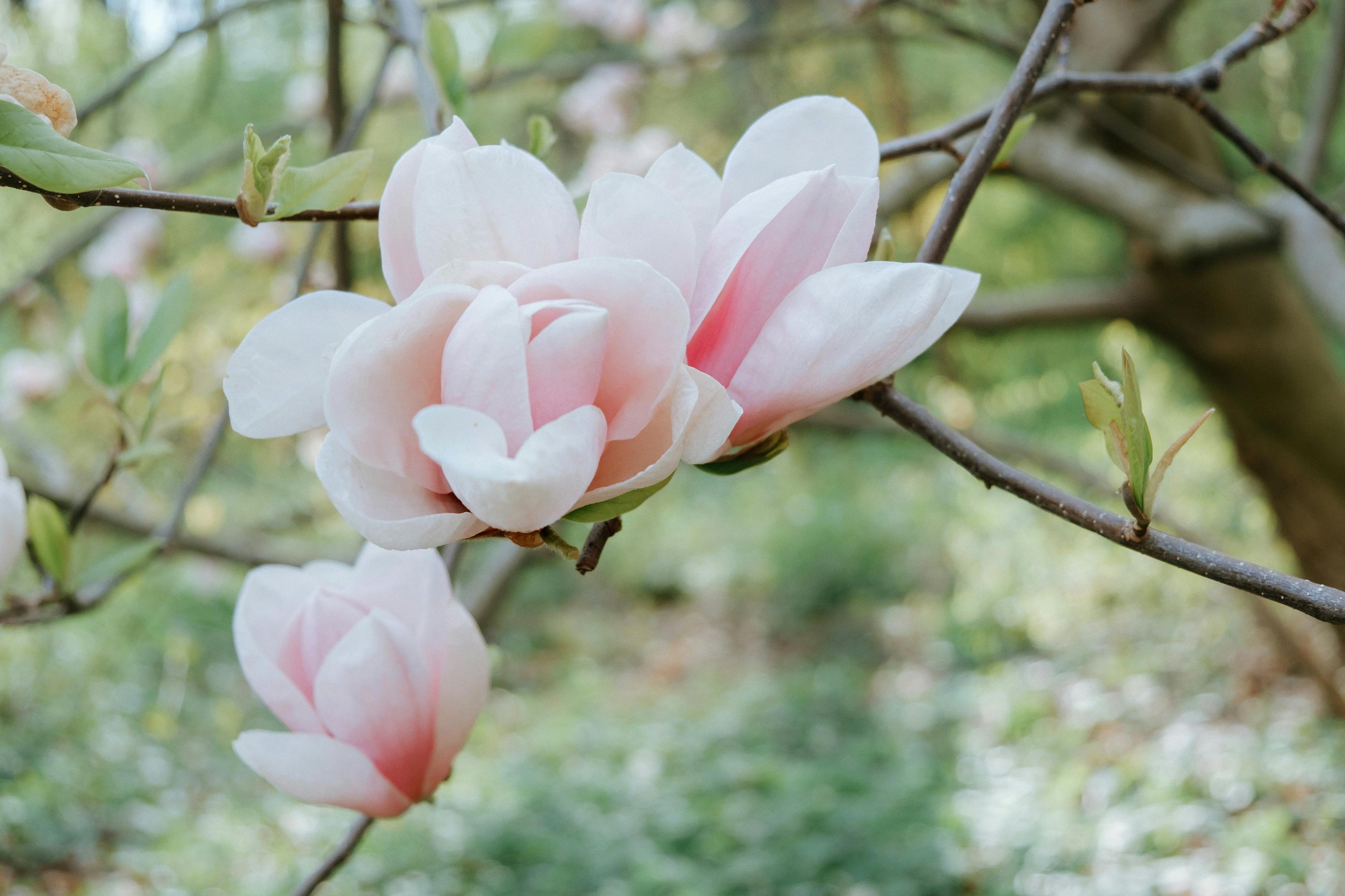 About Magnolia Hope
